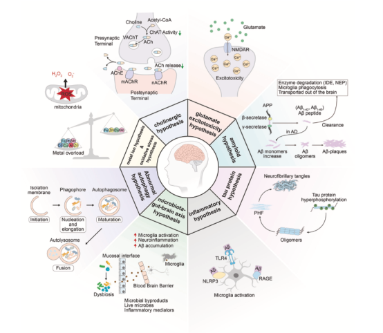 Hypotheses of Alzheimer’s Disease (AD) Pathogenesis-企业官网