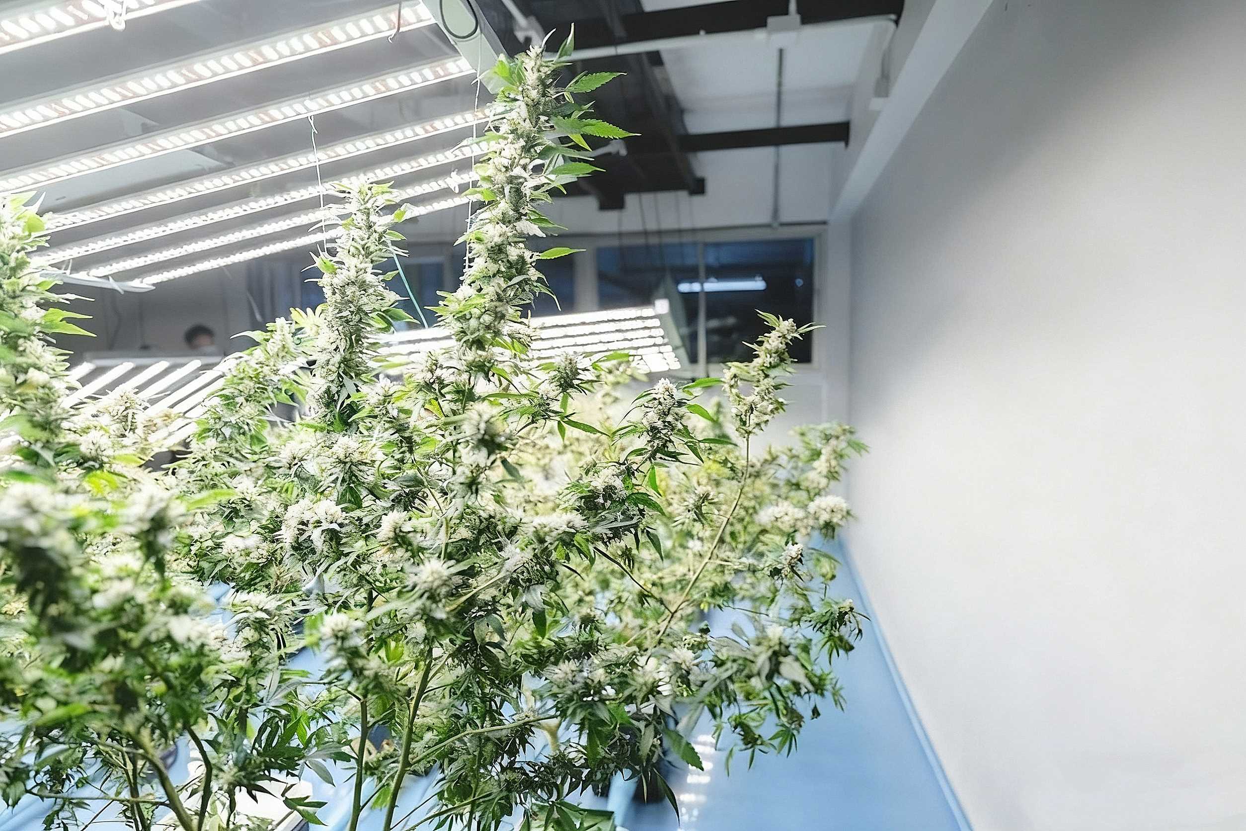 LED Grow Lights, grow lights factory, grow lighting solution