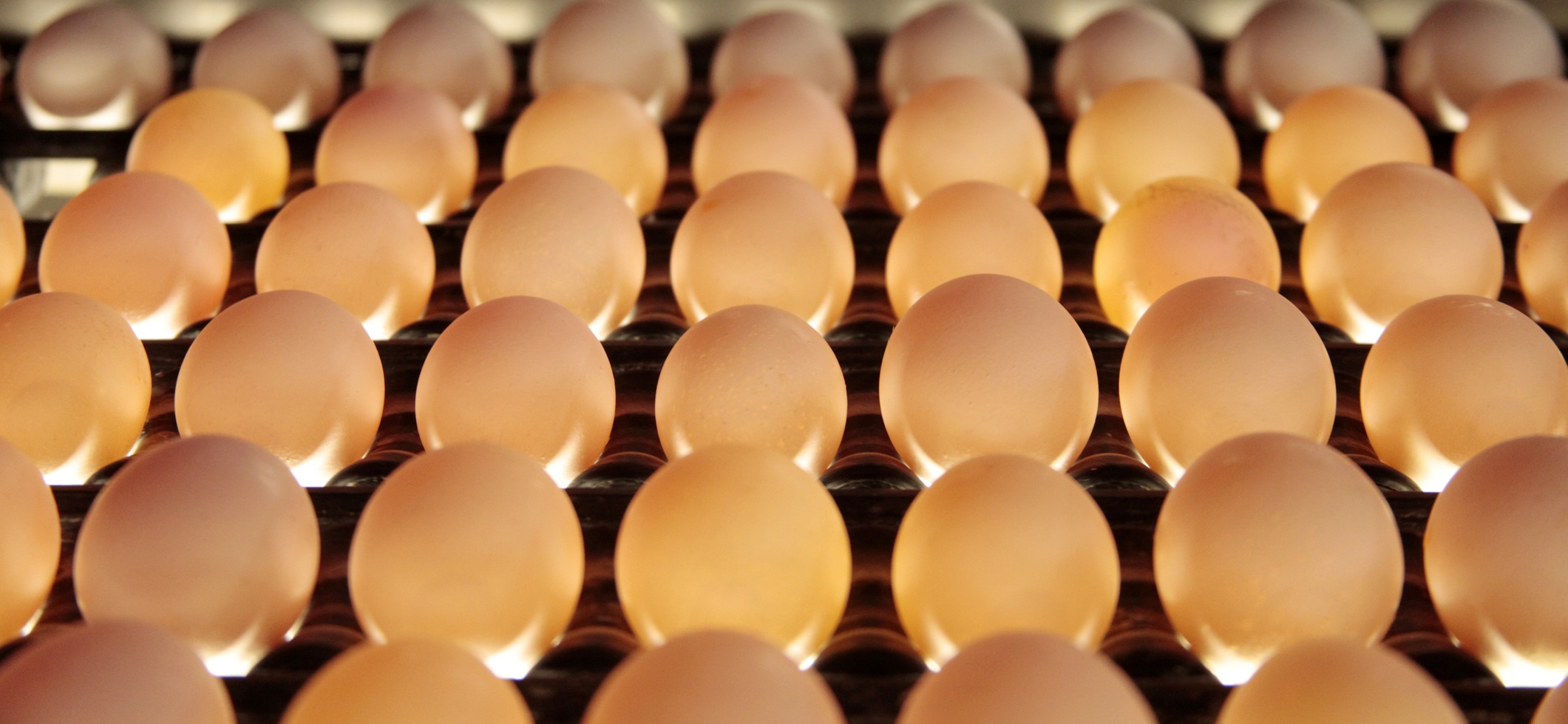 SPF eggs, SPF chicken, Adjuvant, vaccine