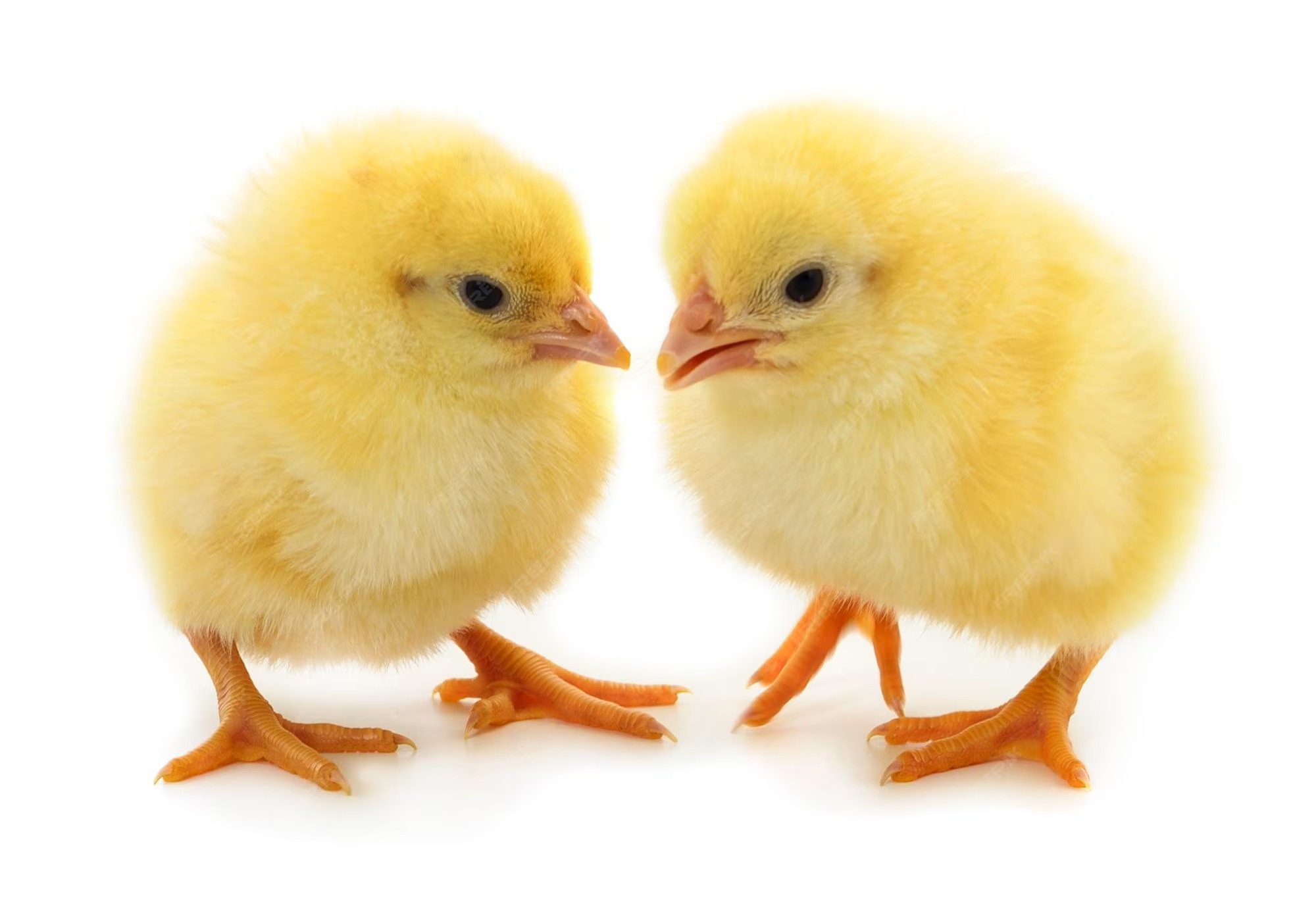 SPF eggs, SPF chicken, Adjuvant, vaccine