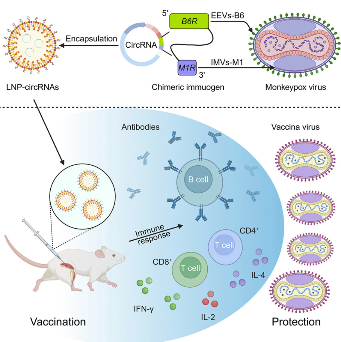 A Breakthrough in Circular RNA Vaccines: B6M1 Bivalent Immunogen Opens ...