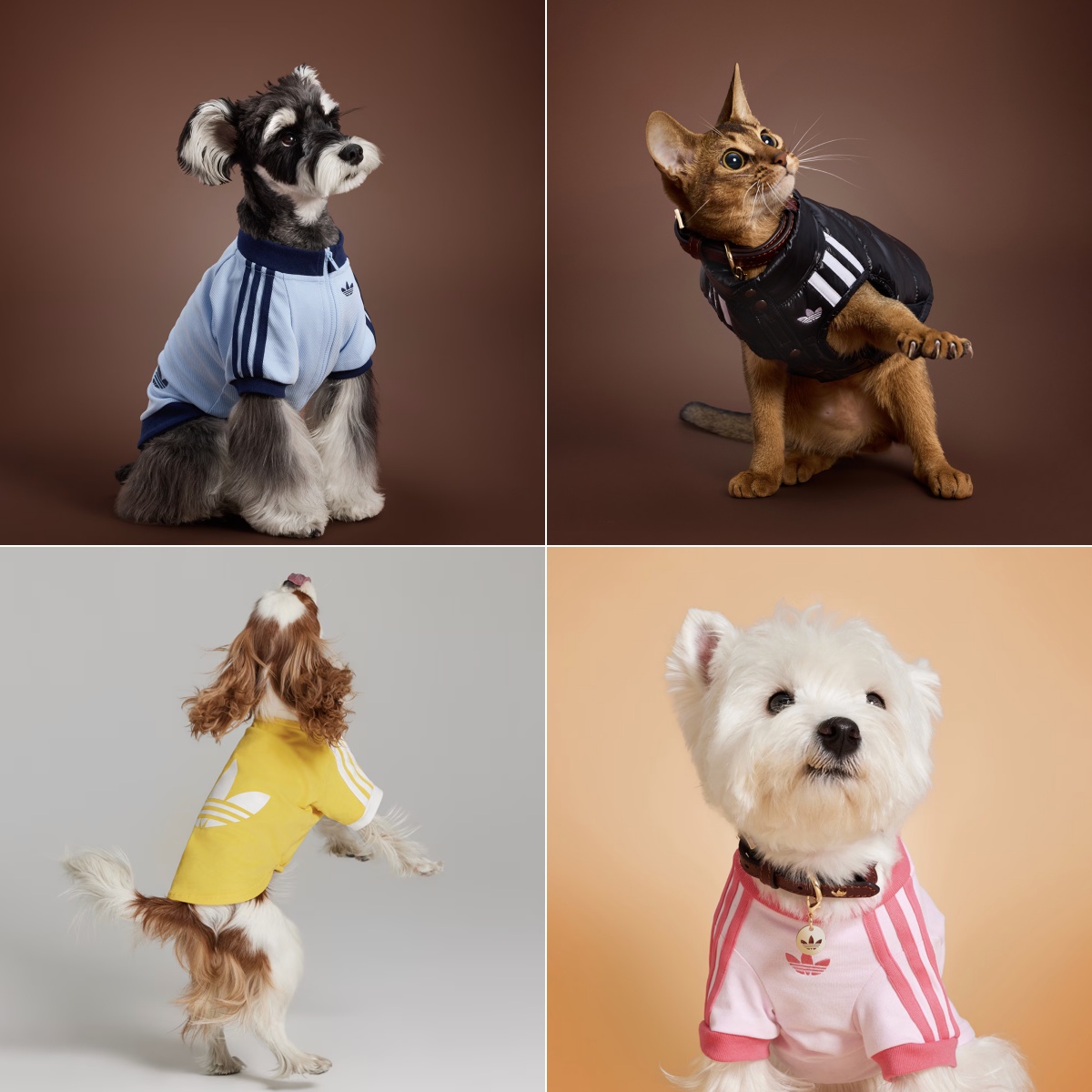 Adidas Originals’ Pet Collection | Because Even Dogs Deserve Street ...