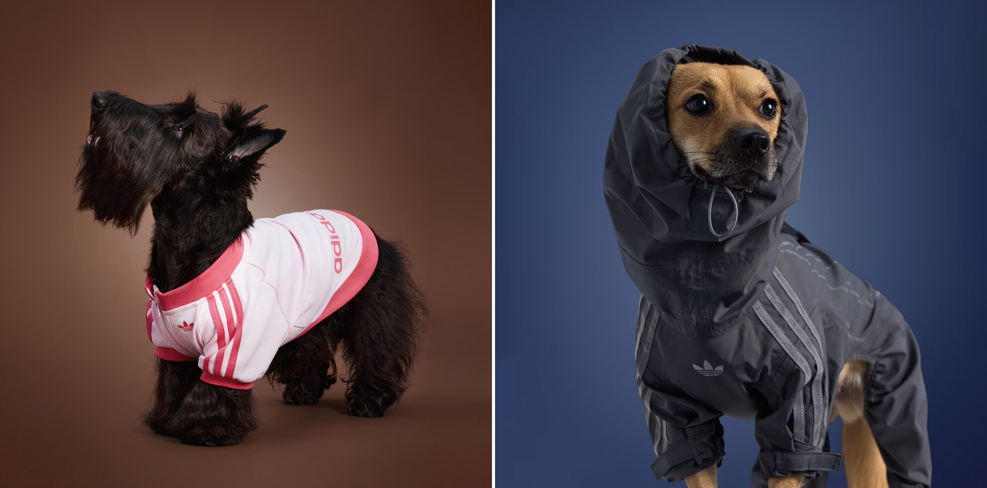 Adidas Originals’ Pet Collection | Because Even Dogs Deserve Street ...