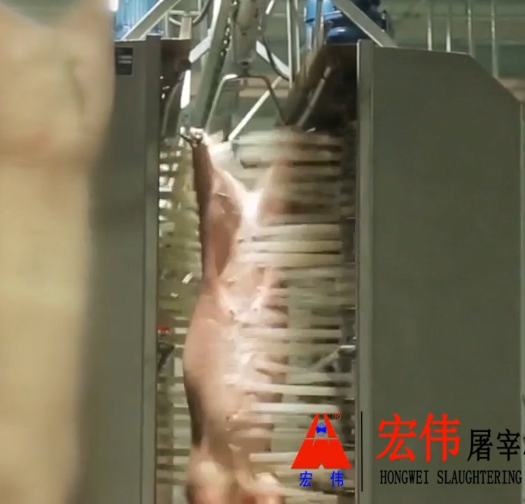 automatic quipement abattage porcin pig hog carcass polishing cleaning ...