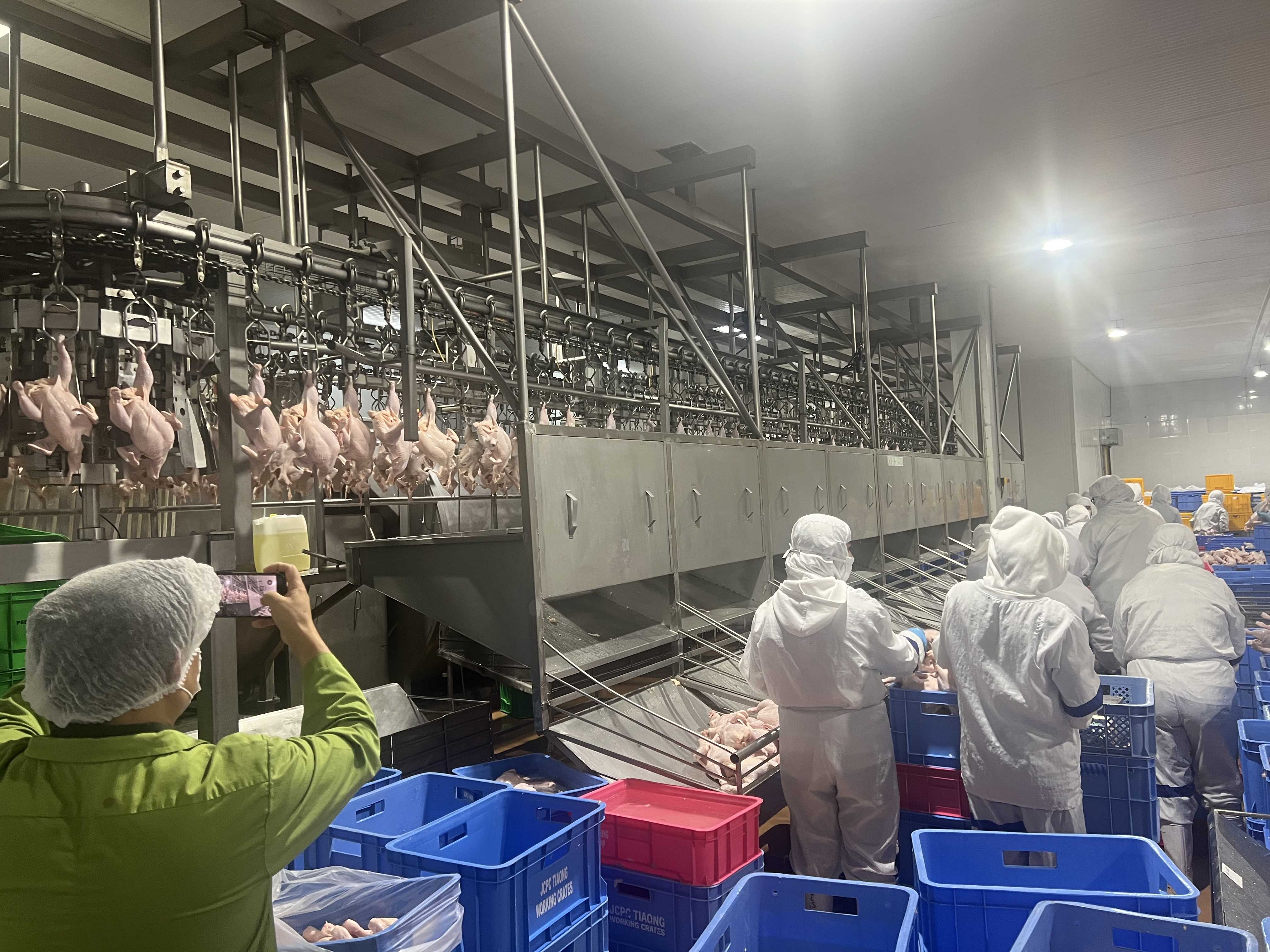 online meat carcass weight weighing and grading weigher machine system ...